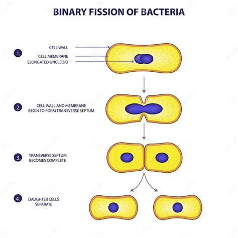 Binary Fission Process Of Bacteria Vector Illustration Diagram Stock