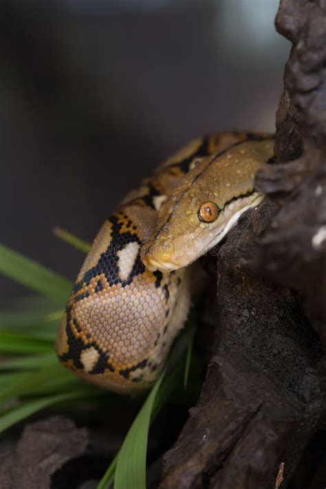Ball Python Boa Constrictor Filosa