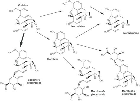 Metabolism Pathways Of Codeine Download Scientific Diagram