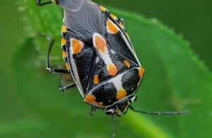 What Are The Different Types Of Stink Bugs How Many Are There