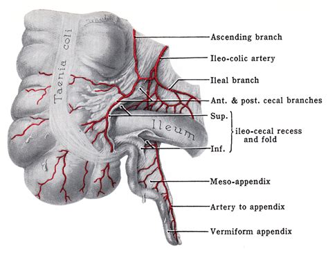 Endometriosis And The Appendix Bloomin Uterus
