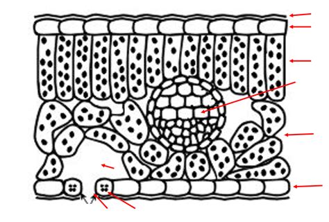Da Biology Leaf Diagram 12 Diagram Quizlet
