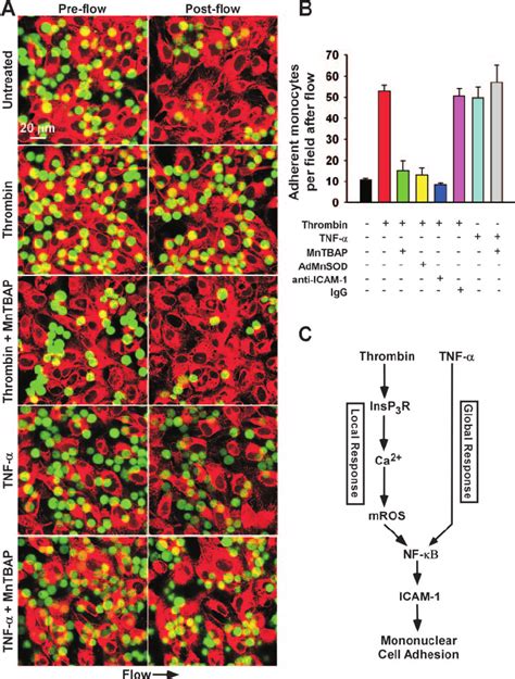 Thrombin Mediated Mros Is Requisite For Leukocyte Firm Adherence Via