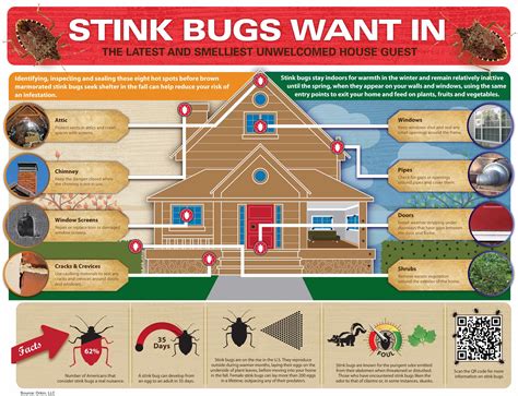 Stink Bugs Brown Marmorated Stink Bug Control And Prevention