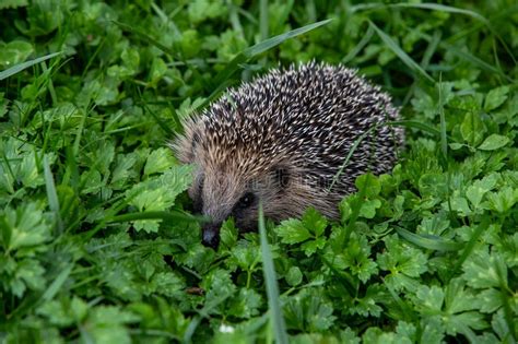 Wild Hedgehog In Its Natural Habitat In The Open Air In The Wild