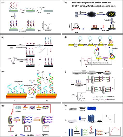 Nucleic Acid‐based Electrochemical Biosensor Recent Advances In Probe Immobilization And Signal