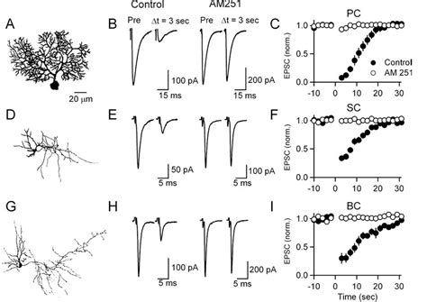 Figure 1 From Local Interneurons Regulate Synaptic Strength By Retrograde Release Of