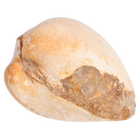 Bivalve Clam Water Table Toy Double Shell Clam Paleontology Clam