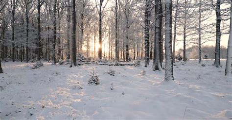 가지 감기 겨울 겨울 동화나라 겨울 숲 경치 계절 계절성 고요한 고요함 공원 광야 그림자 나무 날씨 냉랭한 눈 눈 덮인 눈 오는 아침
