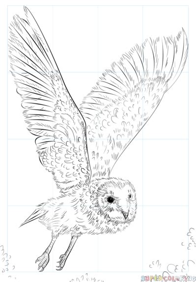 Cómo Dibujar Una Lechuza Común Tutorial De Dibujo Paso A Paso