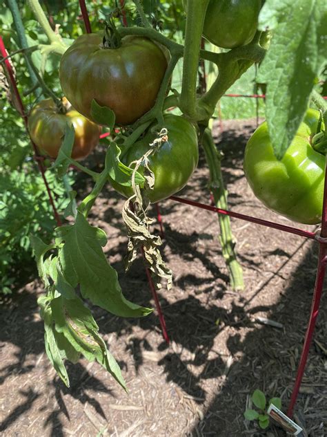 Tomato Wilt Rgardening