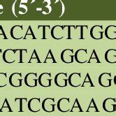 Primers Sequences And Base Pair Bp Length Download Table