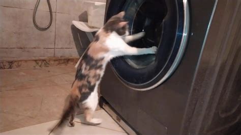 قطة كيوت مشاغبة 🐈 مش حتقدر تغمض عينيك اضحك معنا 😂😂😂😂😂 Youtube