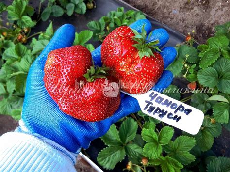 Ягода чамора туруси - 73 фото