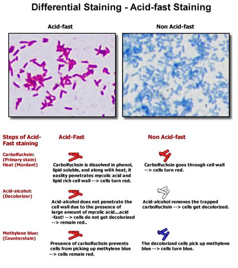 Acid Fast Staining Procedure