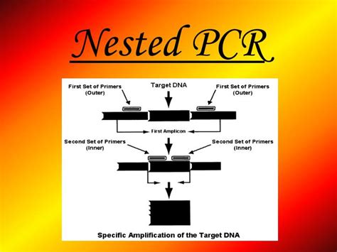 Nested Pcr Protocol Photos