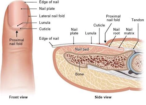 Nail Diagram Anatomy Fingernails Anatomia Mejivz
