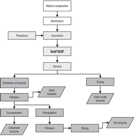 General Flowchart Of Enzyme Production Steps In Upstream Processing