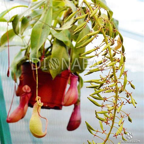 Непентес (Nepenthes Alata) кувшиночник - хиже, комахоїдна, екзотичне ...