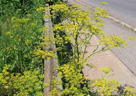 Wild Parsnip Lindsay Landscape