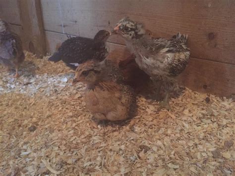 Hootie Easter Egger And Unnamed Easter Egger Possible Cockerel