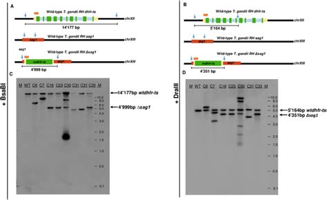 Selectable Markers Plos One