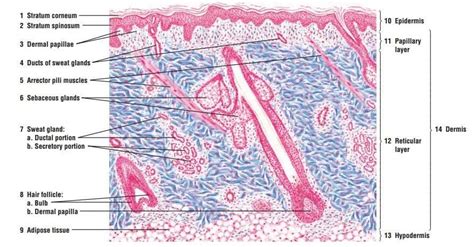 Annotated Diagram Of The Integumentary System