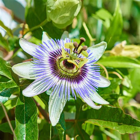 Passion Fruit Plant