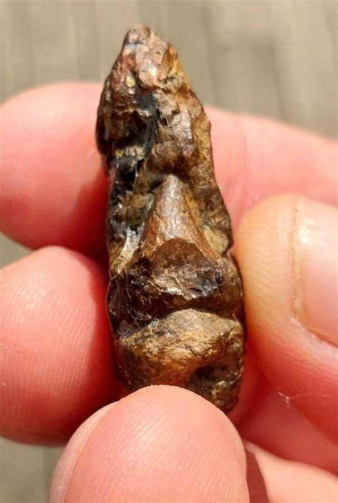 Possible Tooth In Coprolite New Jersey Cretaceous Fossil Id The Fossil Forum