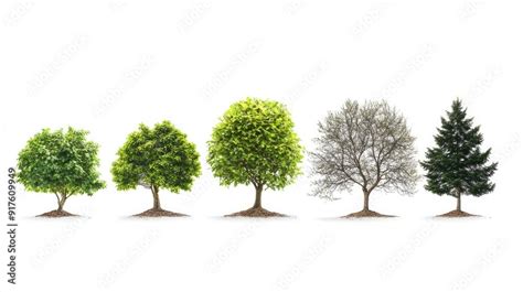 Tree Life Cycle Illustrated In Stages From Sprouting Seed To Mature Tree Isolated On A White