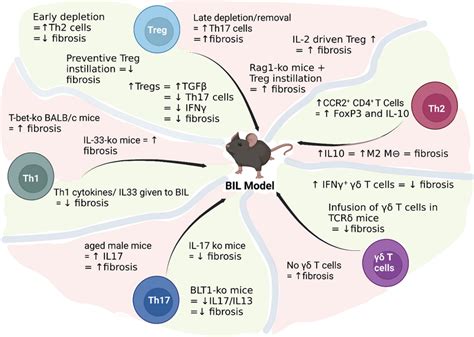Implications Of Local Effector T Cell Subsets Implications On The Download Scientific Diagram