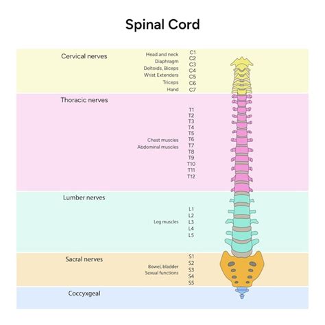 Premium Vector Spinal Cord
