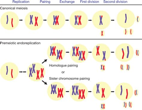 Parthenogenesis Diagram