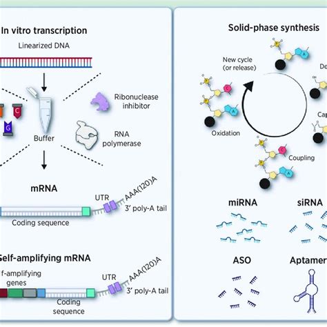 Overview Of Coding And Noncoding Rna Structures Left In Vitro