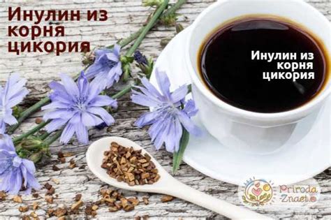 Инулин цикория – Что такое инулин в цикории? Польза и вред вещества в ...
