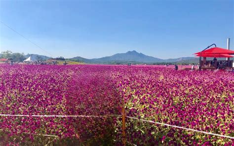 Yangju Nari Park 양주 나리공원 Korea s Autumn Wonderland IVisitKorea