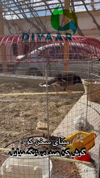 سبسکرایب کنین مینا سخن گو بلی میگه ، زنگ مبایل،کاکا زنگ است میگهbirds