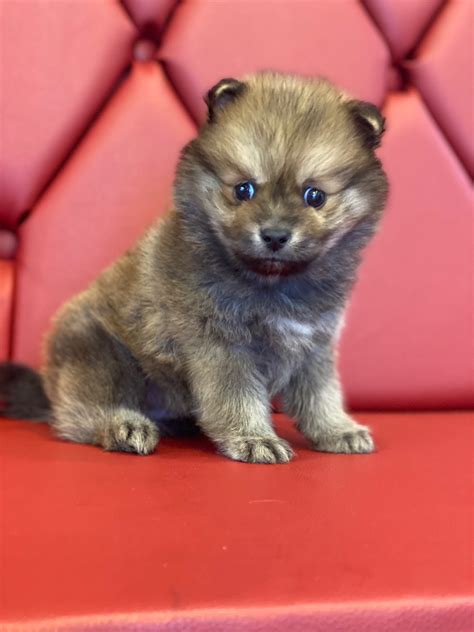 폼피츠 50000원~ 비숑프리제분양가 유기견 미니비숑 웰시코기분양 스피츠 요크셔테리어분양 먼치킨고양이 노르웨이숲고양이분양 강아지무료분양 고양이무료분양 도그마루 라이트