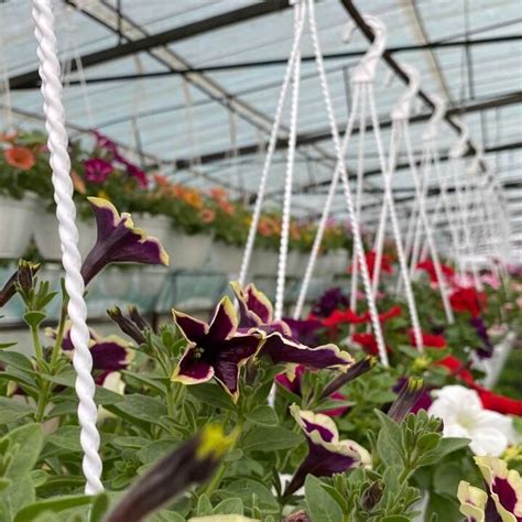 ОДНОРІЧНІ КВІТИ Розквітай