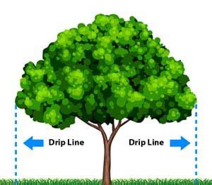 Tree Drip Line Diagram Ridgeview