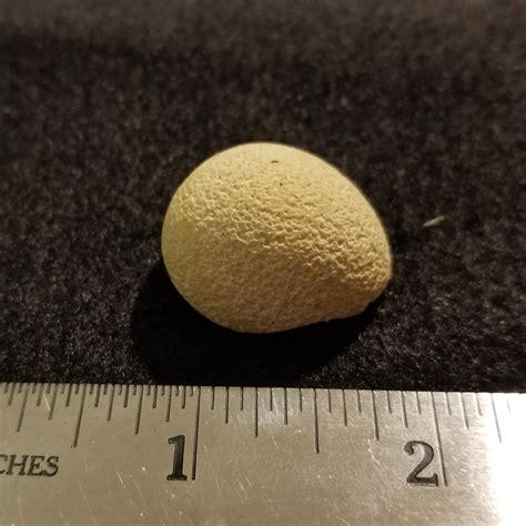 Fossilized Eggs Found In Missouri Fossil Id The Fossil Forum