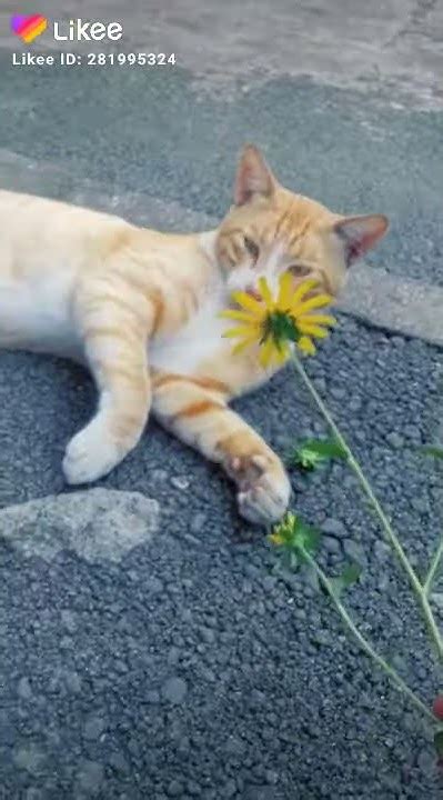 ჩემი ფისო Youtube