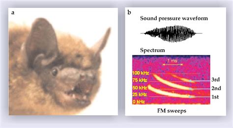Figure 2 From Echolocation In Dolphins And Bats Semantic Scholar