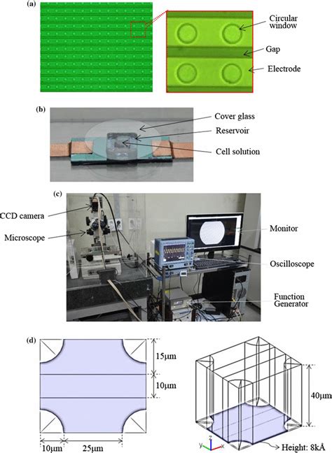A Top View Interdigitated Electrodes Covered By Silicon Dioxide With