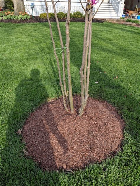 Before After Cocoa Bean Shell Mulch Around Saucer Magnolia Tree