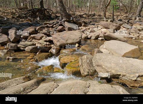 Tree Roots Growing Through Rock Hi Res Stock Photography And Images Alamy