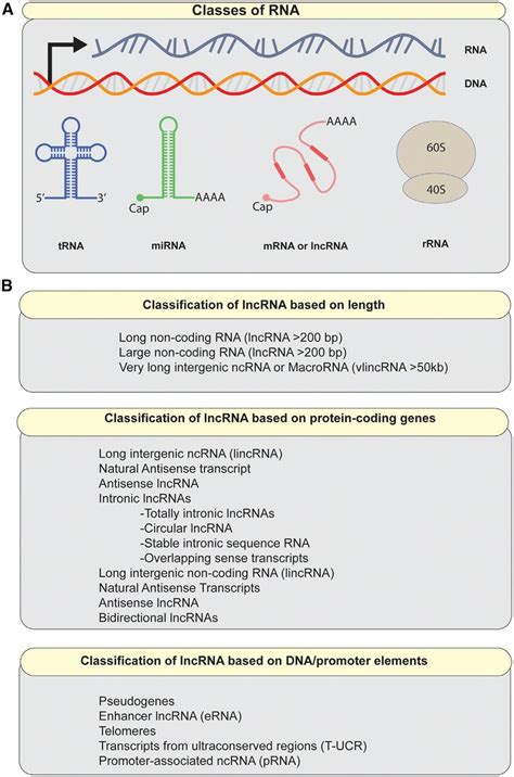 1 Types Of Rna In Mammalian Cells A A Main Classes Of Rna Download Scientific Diagram 1 Types Of Rna In Mammalian Cells A A Main Classes Of Rna Download Scientific Diagram