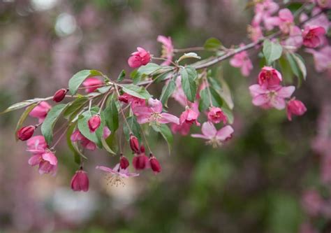 Malus Ruby Tears™ Crabapple