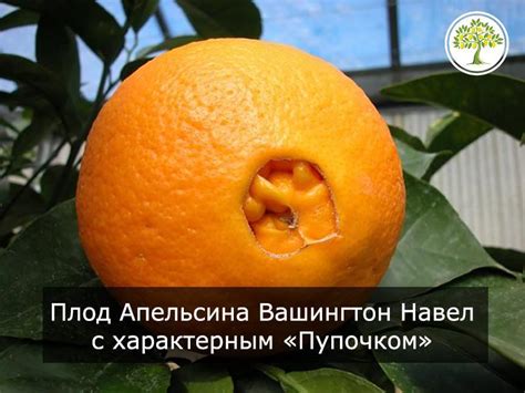 Апельсин Вашингтон Навел, описание и уход