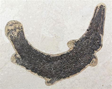 Rare 24 Fossil Gar Lepisosteus Green River Formation 50686 For Sale